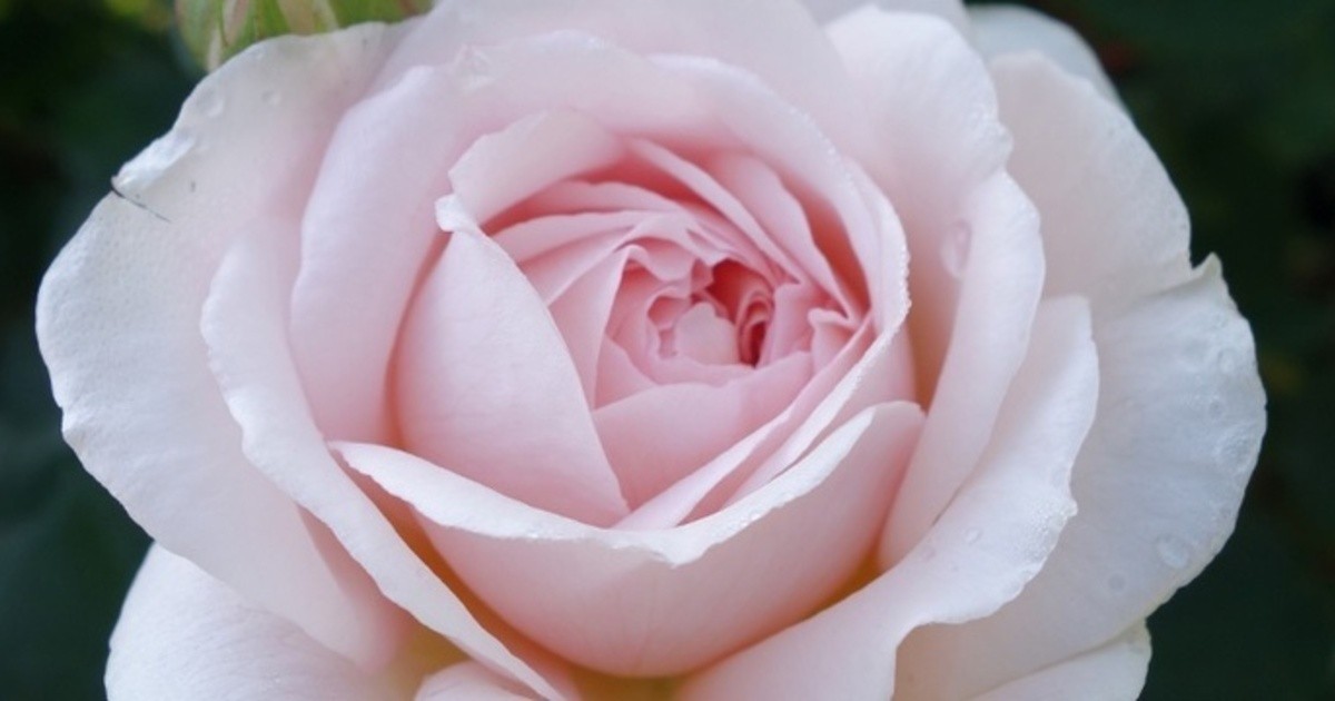 Die „Goldene Rose“ 2016 heißt „Märchenzauber“ | Baden TV