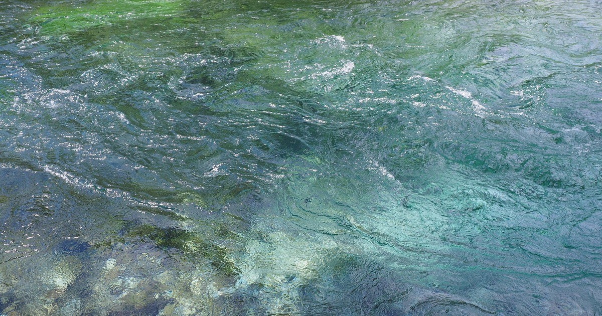 Zahl der Fische im Rhein steigt | Baden TV