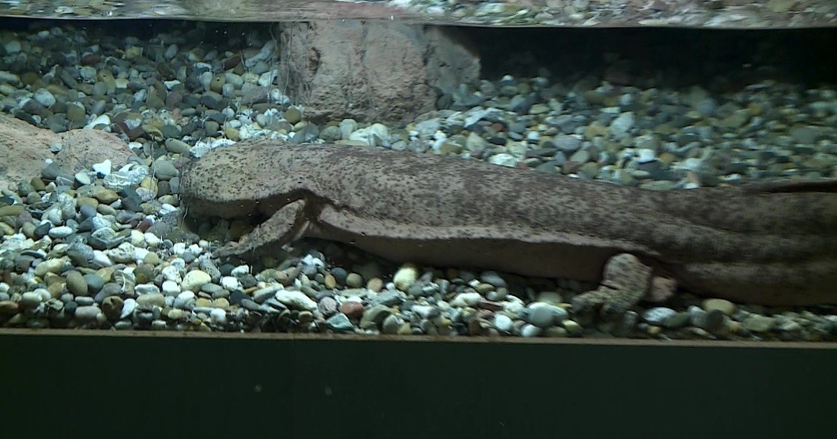 Neuer Riesensalamander im Karlsruher Naturkundemuseum | Baden TV